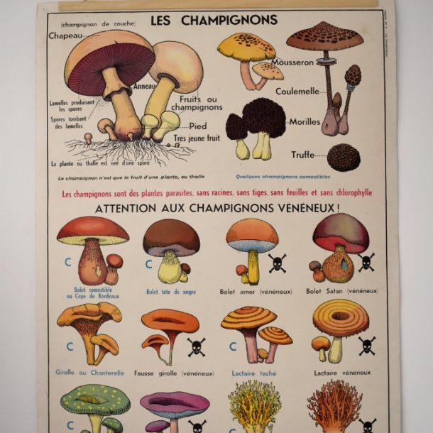 Planche pédagogique botanique « Les champignons / La classification des ...